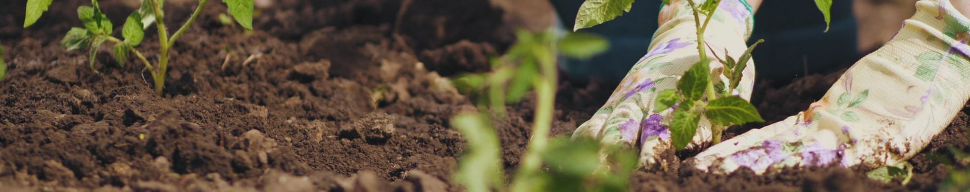 Ask a Garden Expert - Grower’s Gold